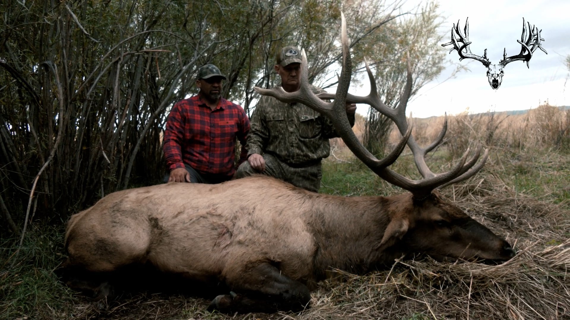 Down goes the herd bull - Bucks & Bulls Guides & Outfitters